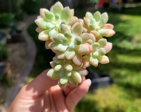 Sedum Clavatum Variegated Rare Imported Succulent Etsy