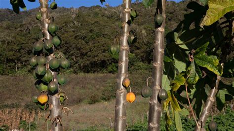 Chamburo Bilder Bläddra Bland 111 Stockfoton Vektorer Och Videor