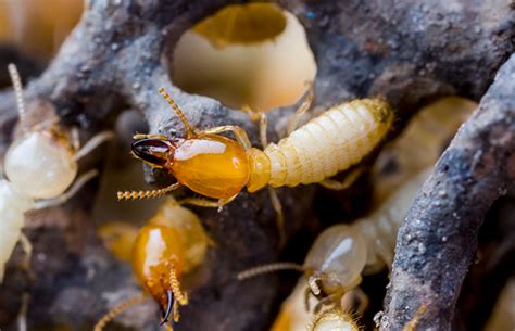 Australias Termite Management Standard Revised Standards Australia