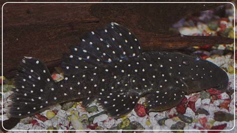 Janitor Fish Everything About Suckerfish