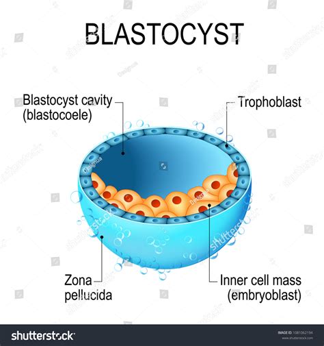 Blastocyst Human Blastocyst Inner Cell Mass Stock Vector Royalty Free