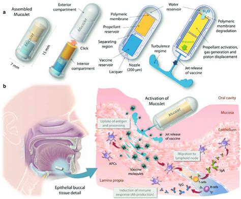 Schematic Overview Of The Mucojet Oral Needle Free Immunization