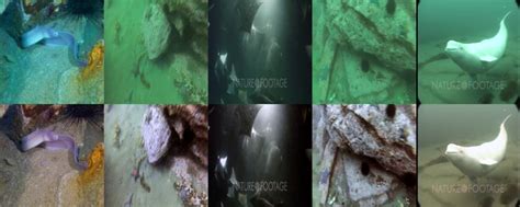 논문 리뷰 Physics Informed Capsule Enhanced Variational Autoencoder For