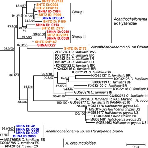 Maximum Likelihood Phylogenetic Tree Calculated From Babesia B Spp