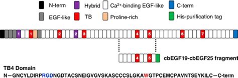 A Disease Associated Mutation In Fibrillin 1 Differentially Regulates