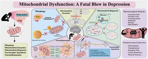 Mitochondrial Dysfunction Plays A Vital Role In The Etiology Of Depression R Saturatedfat