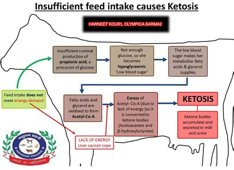 Ruminant Ketosis With Reference To Ketone Metabolism Pashudhan