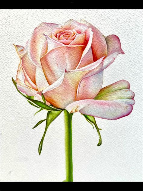 Watercolor Pink Rose Painting
