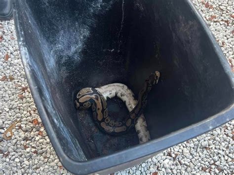 10 Foot Python Found On Washing Machine In South Fl Key West Police