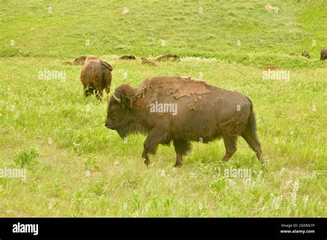 Bison Grazing In Custer State Park On The Wildlife Loop Drive Through