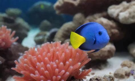 Pez Cirujano Azul Características Hábitat Y Curiosidades