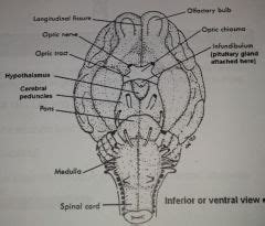 Lab Exam 3 Anatomy Of Sheep Brain Histology Flashcards