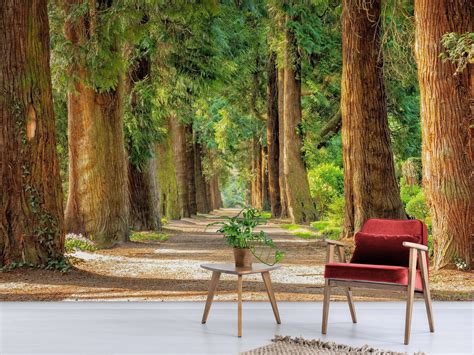 Nature Forest Wallpaper Forest Trees Mural Landscape Scenic Nature