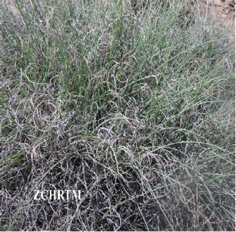 أذخر Cymbopogon Schoenanthus