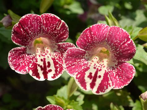 How To Grow Sequoiadendron Giant Sequoia Harvest To Table