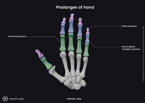 Phalanges Of Hand Encyclopedia Anatomy App Learn Anatomy 3d