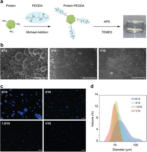 Aided Porous Medium Emulsification For Functional Hydrogel Microparticles Synthesis Khairallah