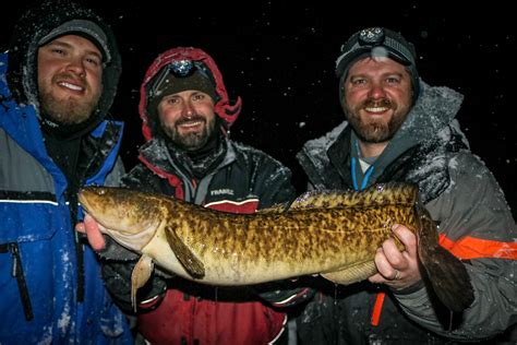 Ice Fishing For Burbot Best Spots Gear And Techniques Target Walleye