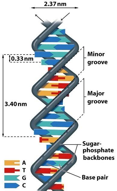 Sandwalk What Is A Gene Post Encode