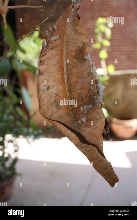 Common Tailorbirds Orthotomus Sutorius Nest Made By Sewing Leaves