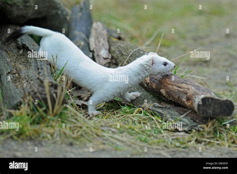 Ermine Stoat Short Tailed Weasel Mustela Erminea In Winter Coat