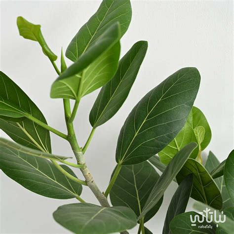 نبتة فيكس بنجامينا بانيان مجدولة متجر نباتاتي