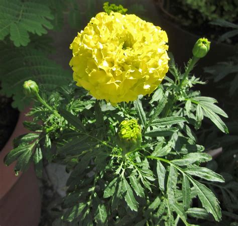 Marigold Exotic Desert Gardening