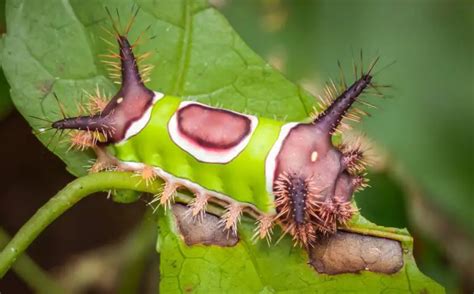 What Caterpillars Are Poisonous 15 Caterpillars You Should Avoid