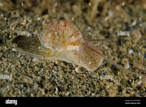 Nebulose Moon Snail Natica Cernica On Sand Night Dive Dili Rock East Dive Site Dili East