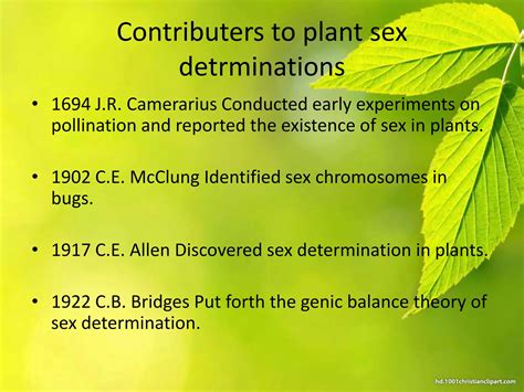 Sex Determination In Plants Pptx