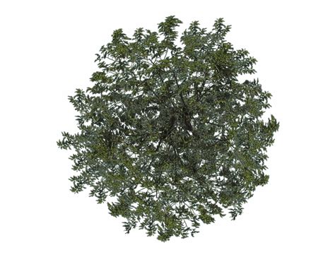 Free Trees Png Image Download Free Trees Png Image Png Images Free ClipArts On Clipart Library