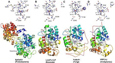Three Dimensional Structures Of Representatives From All Classes Of The Download Scientific
