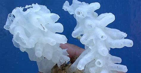 Meet The Hexactinellid Or Better Known As The Glass Sponge Imgur
