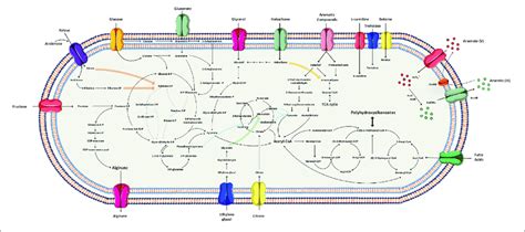 Reconstruction Of Metabolic Pathways Of The Antarctic Pseudomonas Sp Download Scientific
