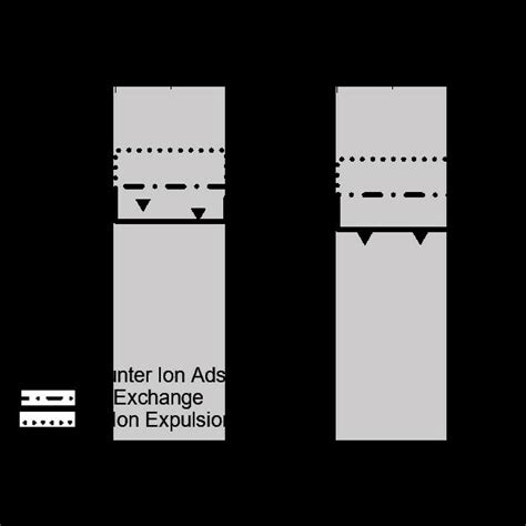 Left Schematic Representation Of The Charge Balancing Mechanisms Download Scientific Diagram