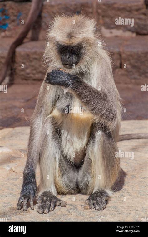 Langur Monkey With A Biscuit At Girnar Hill Gujarat State India Stock