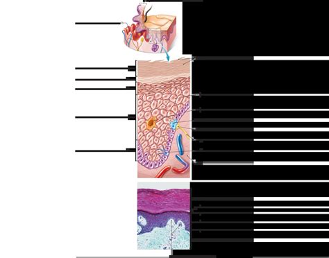 Epidermis Structure Quiz