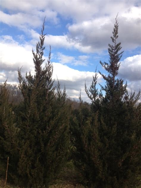 County Line Nurseries Juniperus Chinensis Upright Juniper