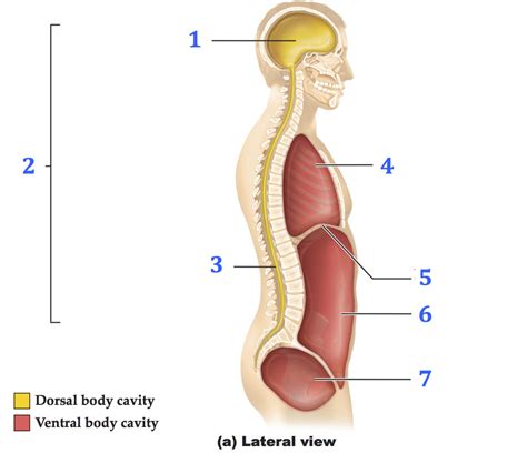 Body Cavities Diagram Unlabeled