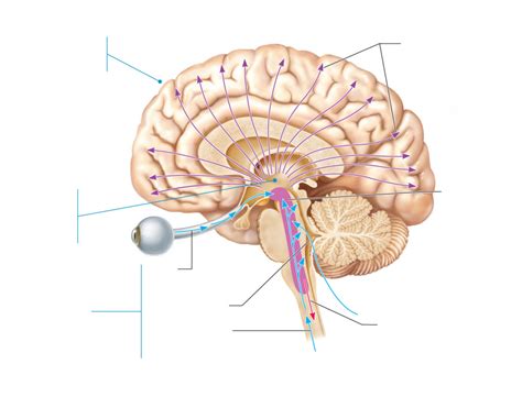 Reticular Formation Diagram