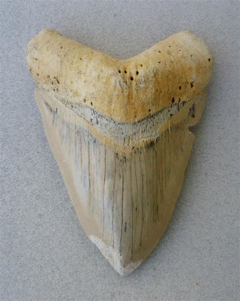 5 38 Megaladon Cuba Member Collections The Fossil Forum