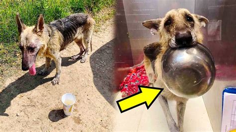 Изможденная собака с надеждой смотрела на людей грустными глазами Youtube