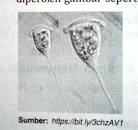 SOLVED Andika Mengamati Salah Satu Jenis Protista Dan Diperoleh Gambar Seperti Berikut Dari