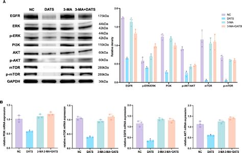 Diallyl Trisulfide Inhibits Osteosarcoma 143b Cell Migration Invasion