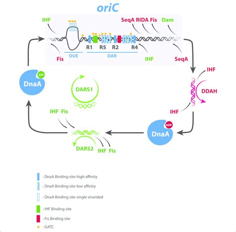 The Chromosome Replication Cycle Dynamic Binding Of Activators Download Scientific Diagram