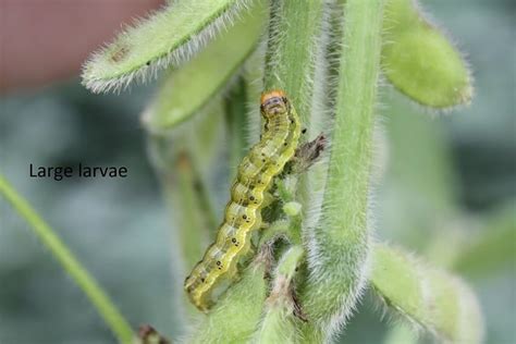 Corn Earworm Big Larva Ut Crops Pest Guides