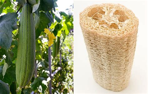 How To Grow Your Own Loofah Sponge Tips For Growing Luffa Gourd Plants
