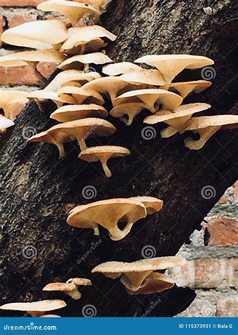 Mushroom On The Tree Edible Mushroom Oyster Mushroom Mushroom Growing