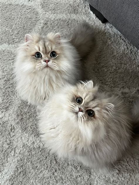 Chinchilla Persian Cats Fluffy Cat Cute Cats Photos Persian Cat