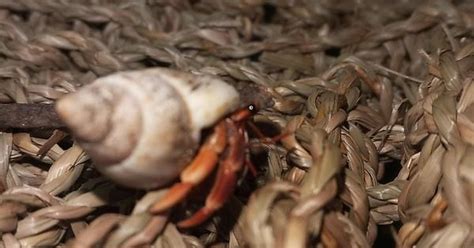 New Shell Album On Imgur